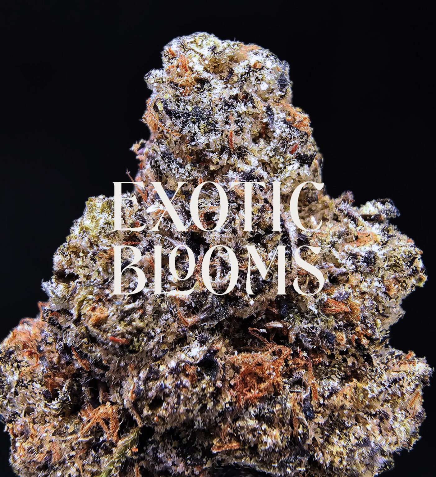 Agent Orange Strain | 27-29% THC | DC VA MD Weed Delivery