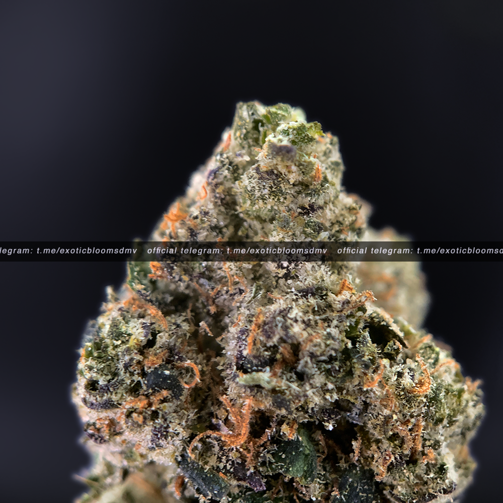 Bubblegum Runtz Exclusive Designer *OUT OF STOCK* - Exotic Blooms ...