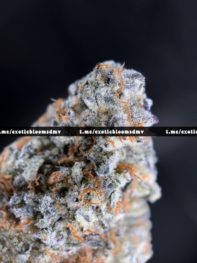 Gas Truffle Exclusive Designer. **OUT OF STOCK** - Exotic Blooms ...