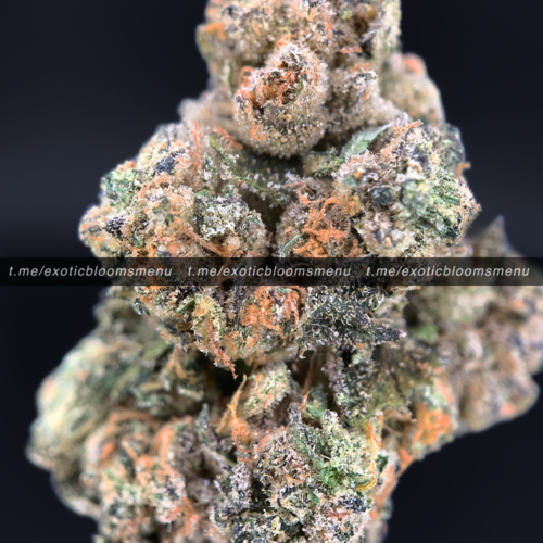 Toads Venom Super Rare *out of stock* - Exotic Blooms Delivery - DC ...