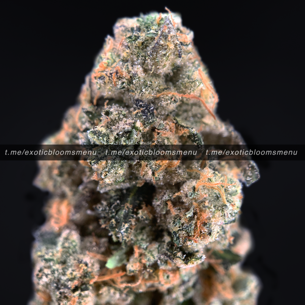 Toads Venom Super Rare *out of stock* - Exotic Blooms Delivery - DC ...