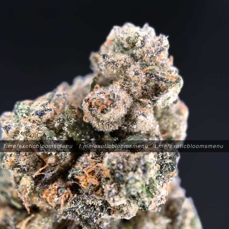 Toads Venom Super Rare *out of stock* - Exotic Blooms Delivery - DC ...