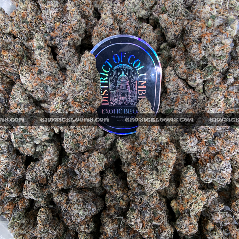 French Lotus Super Rare *OUT OF STOCK* - Exotic Blooms Delivery - DC ...