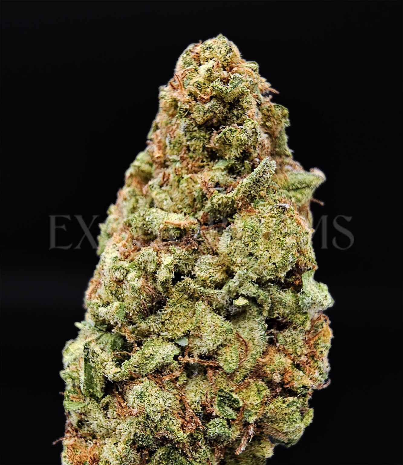 Tropical Runtz Oz Deal *OUT OF STOCK* - Exotic Blooms Delivery - DC ...