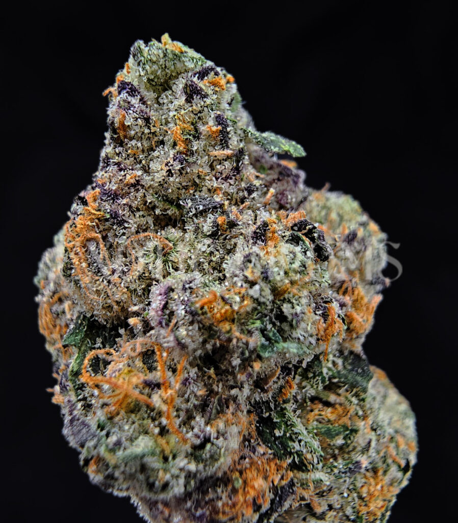 Bolo Runtz Exclusive Designer *OUT OF STOCK* - Exotic Blooms Delivery ...