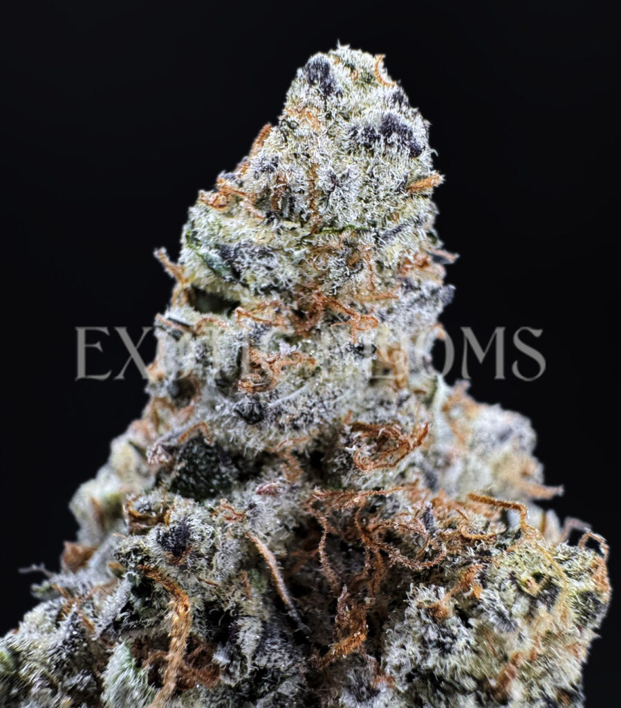 Dante's Inferno Exclusive Designer *OOS* - Exotic Blooms Delivery - DC ...