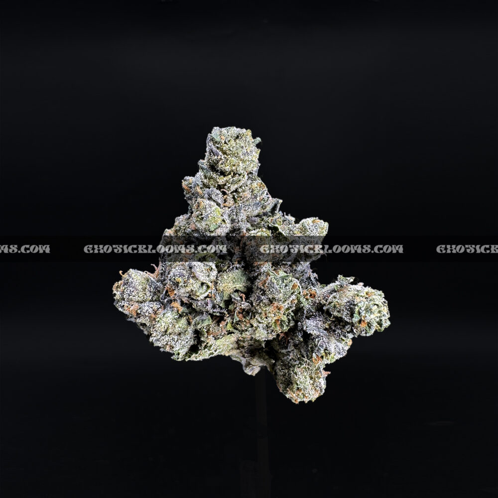 Snow Runtz Exclusive Designer - *OUT OF STOCK* - Exotic Blooms Delivery ...