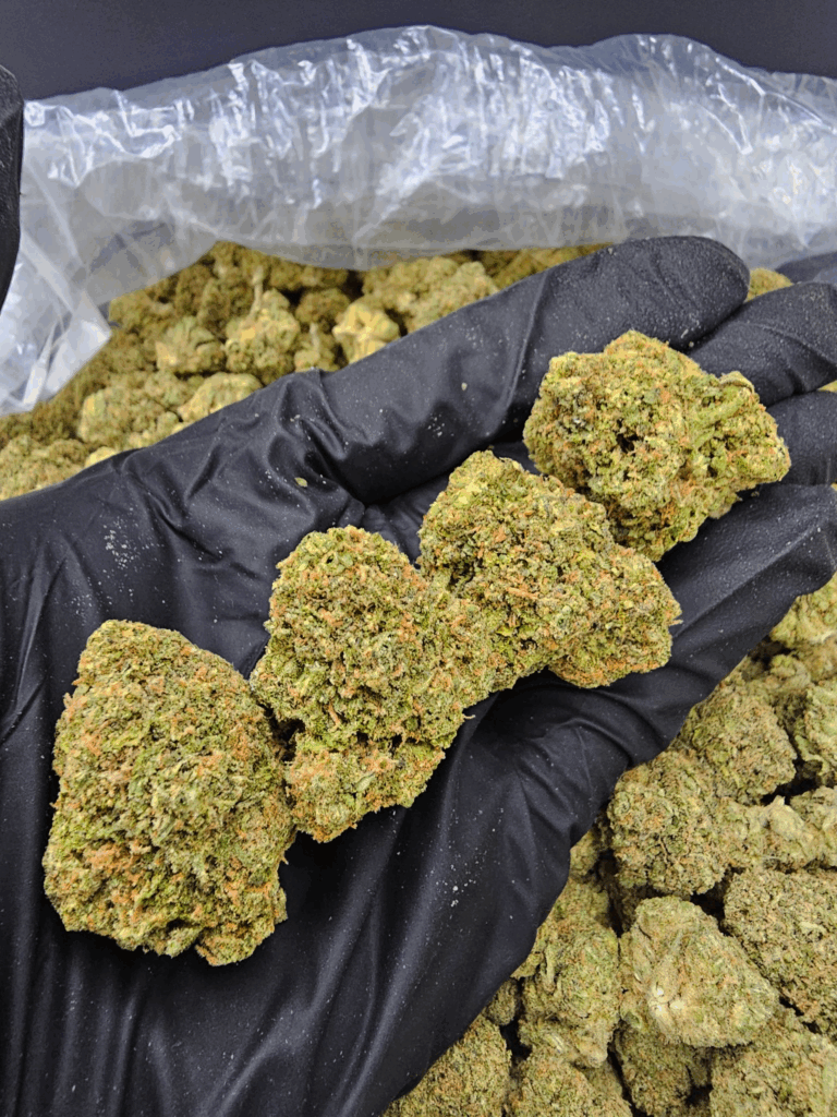 Orange Sunset Sativa Strain | Exotic Blooms DC Weed Delivery | Citrus ...