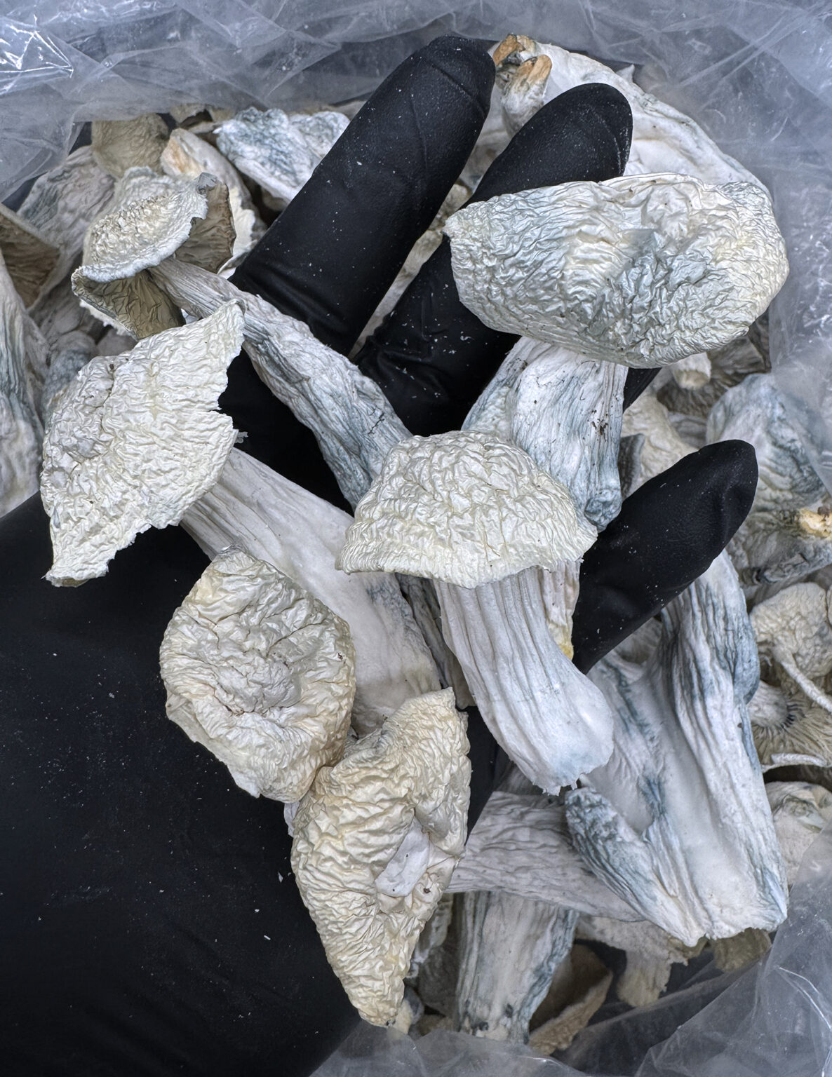 AMG Magic Mushrooms (aka: Albino Makilla Gorilla) - Exotic Blooms ...