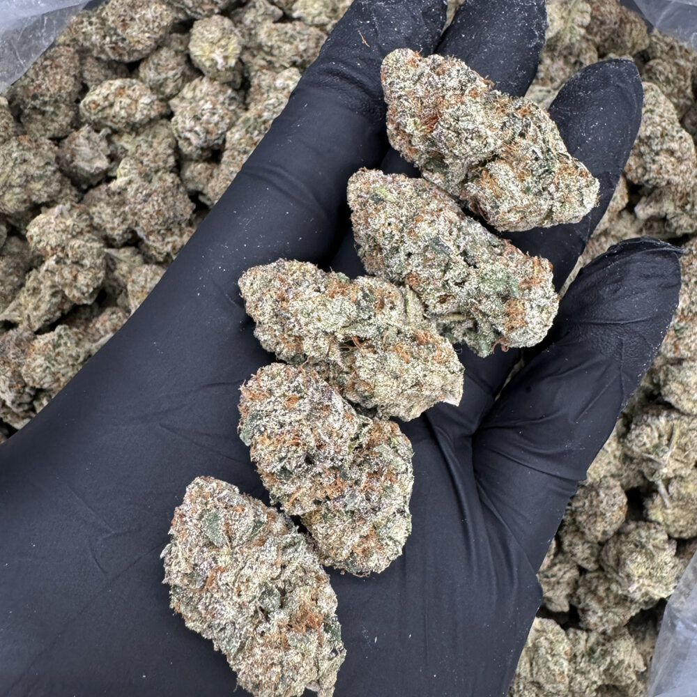 Day Tripper - Sativa - Exclusive *OUT OF STOCK* - Exotic Blooms ...