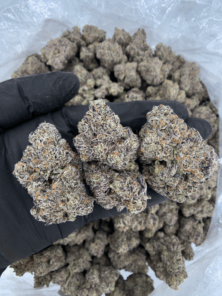 Zoza by Wizard Trees - Indica - Super Rare *OUT OF STOCK* - Exotic ...