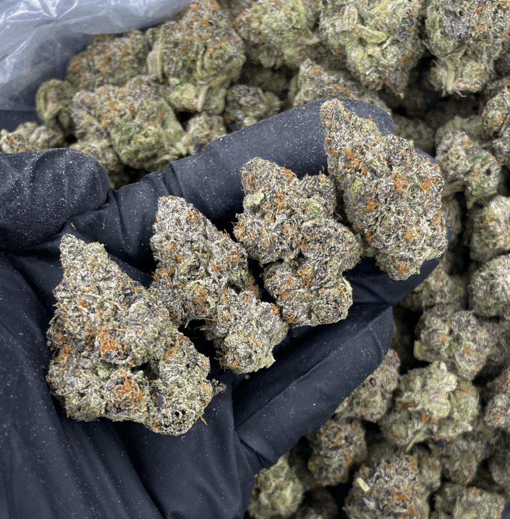 Blueberry Gumbo Strain (30–32% THC) | Exotic Blooms Washington DC