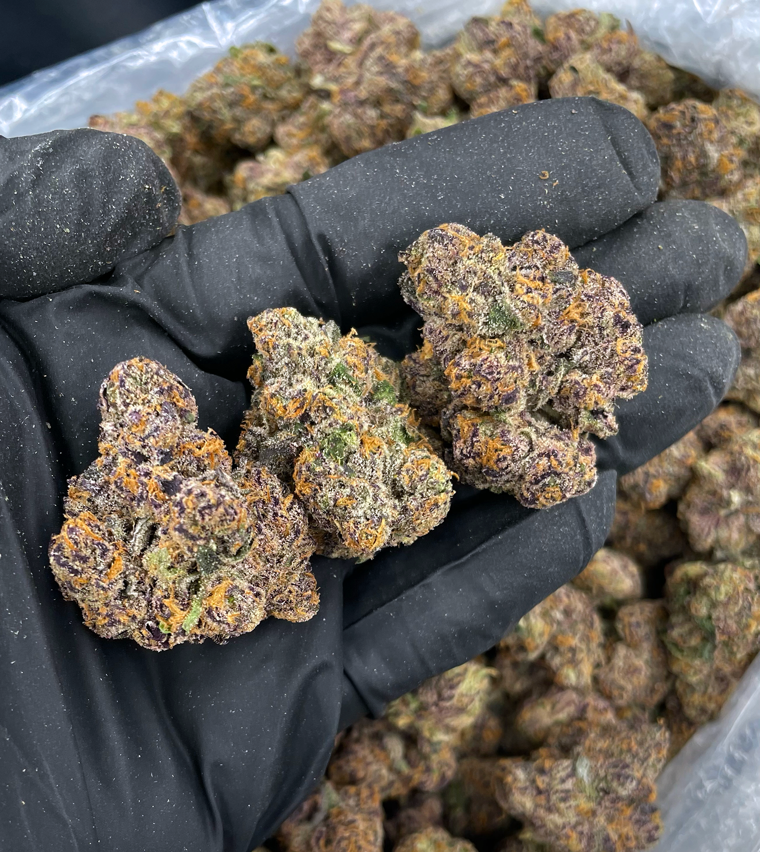 Cherry Taffy Strain (26–30% THC) | DC & Virginia Weed Delivery