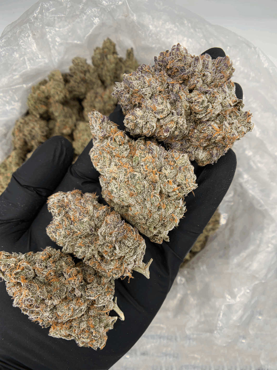 Donny Burger by Mavericks Genetics - Indica - Super Rare *OUT OF STOCK ...