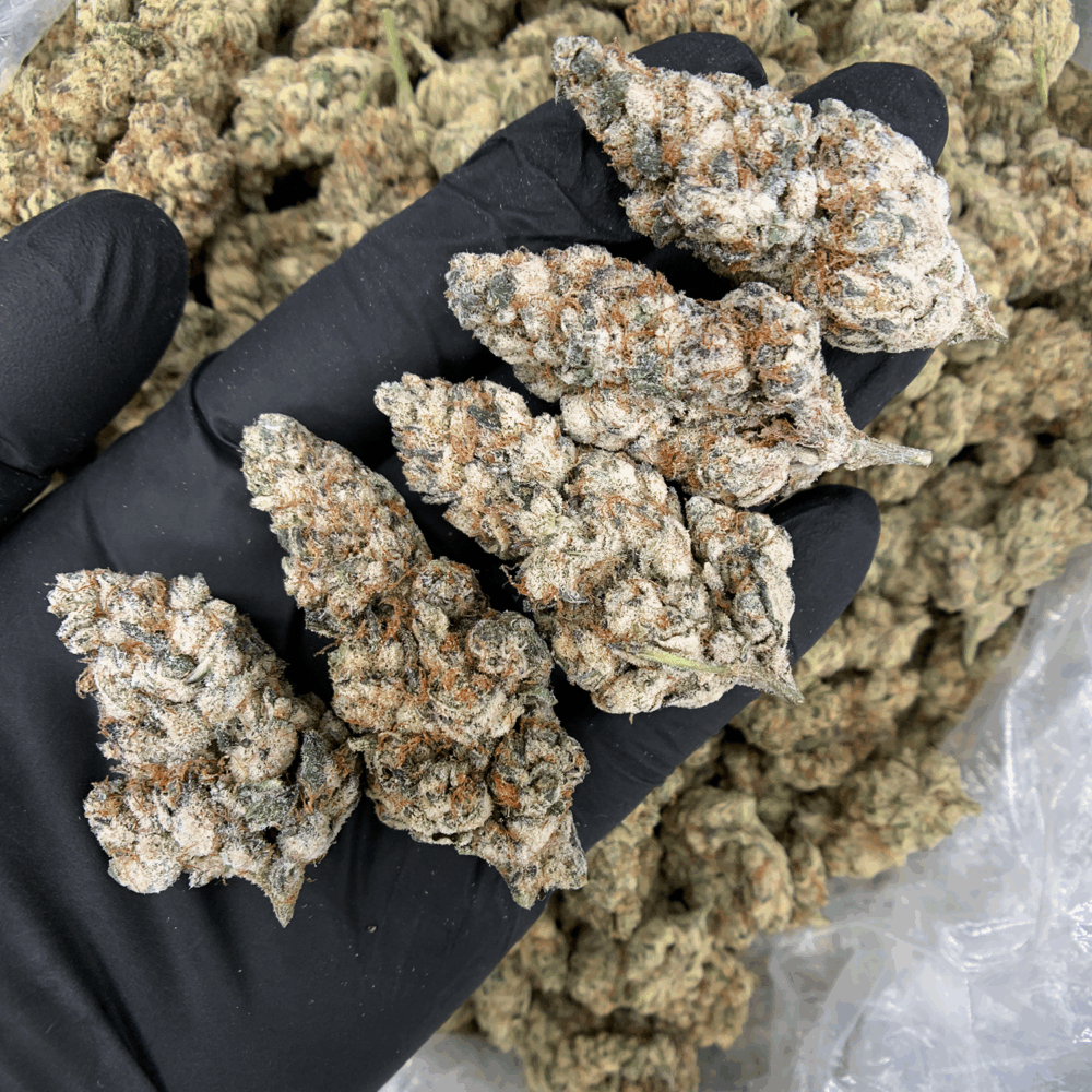 FKAL (FKAFL) by Maven Genetics | Rare Top-Shelf Hybrid | Exotic Blooms DC