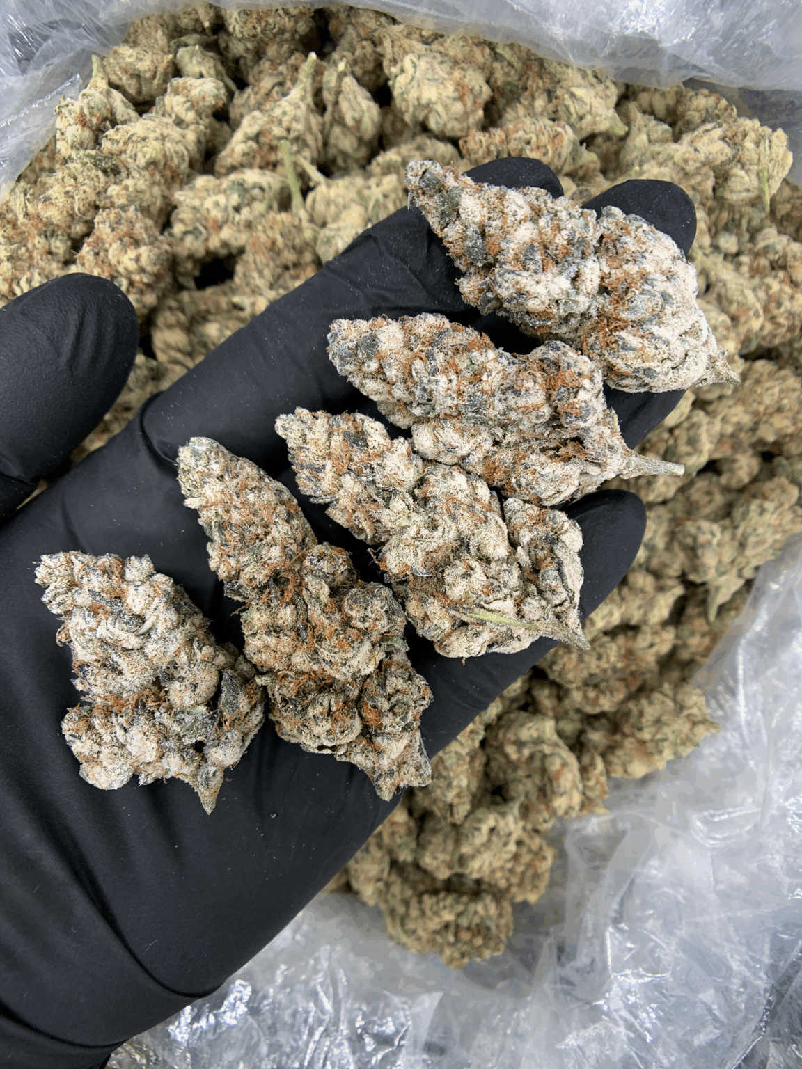 FKAL (FKAFL) by Maven Genetics | Rare Top-Shelf Hybrid | Exotic Blooms DC