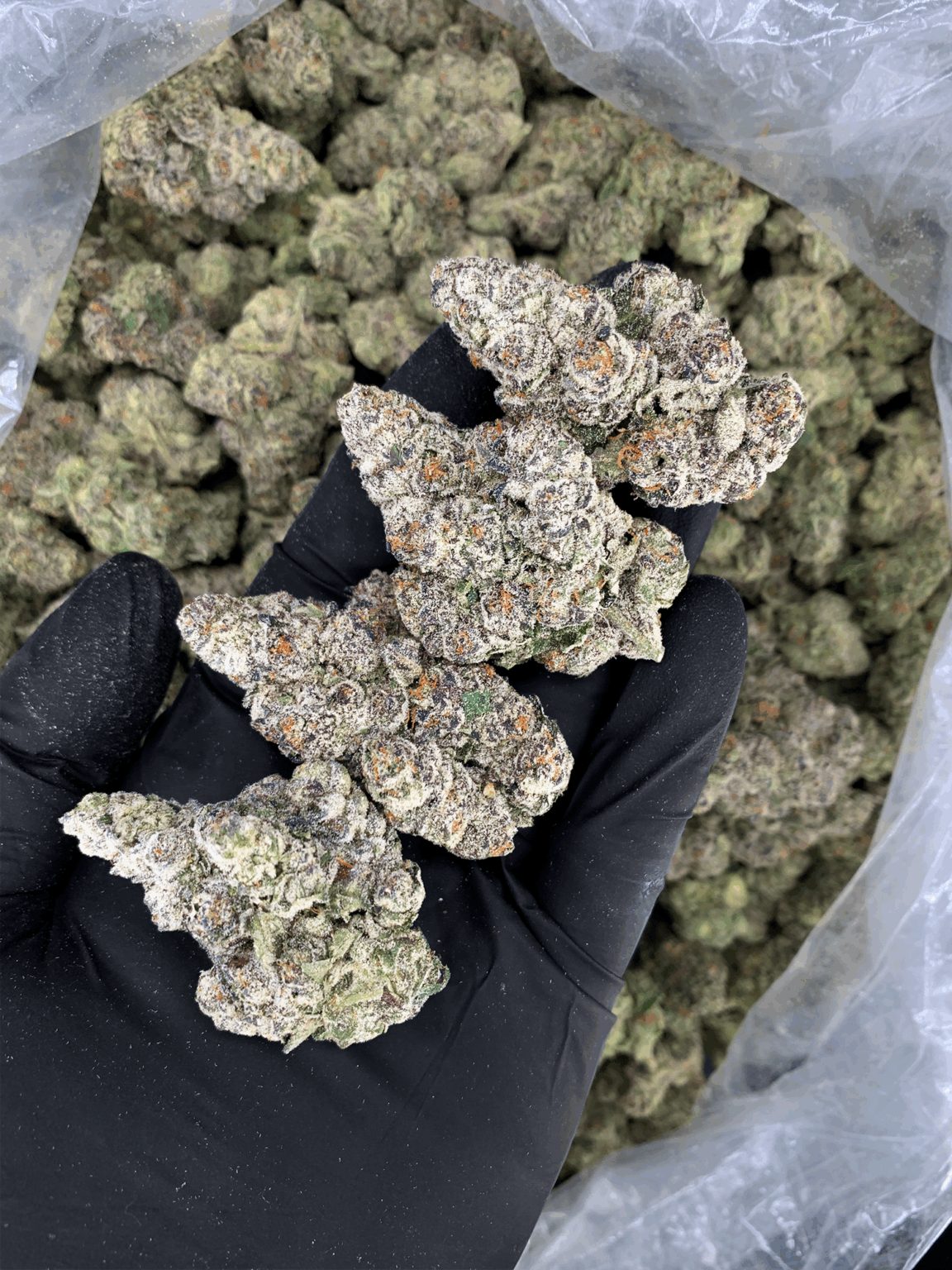 Old Money Strain (30%+ THC) | Top-Shelf Hybrid Flower Delivery DC, VA, MD