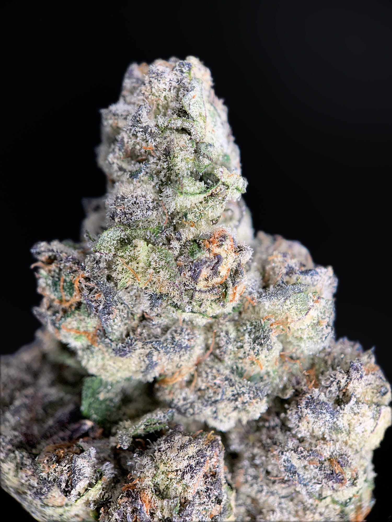 Old Money Strain (30%+ THC) | Top-Shelf Hybrid Flower Delivery DC, VA, MD