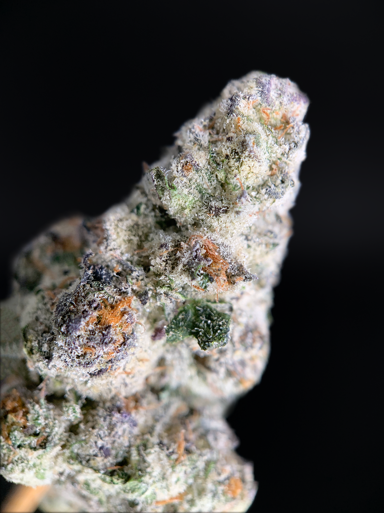 Old Money Strain (30%+ THC) | Top-Shelf Hybrid Flower Delivery DC, VA, MD