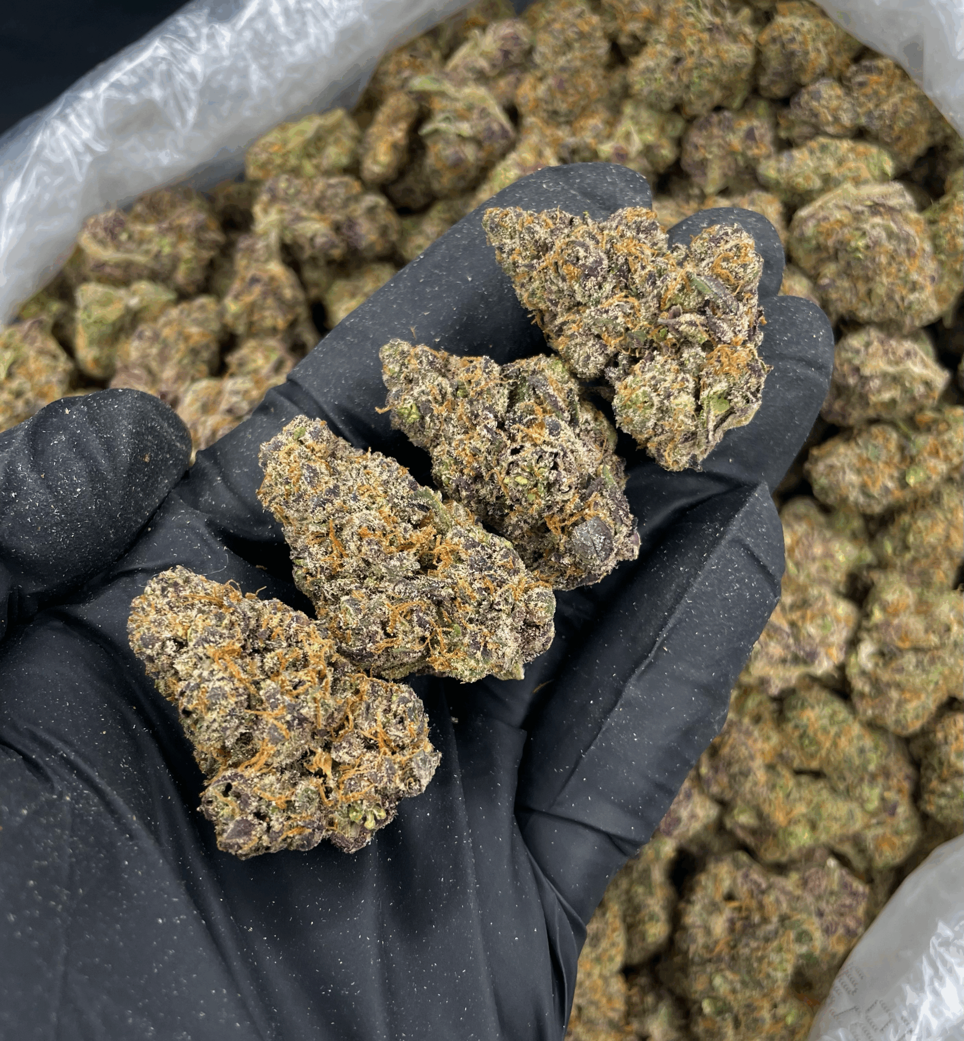 Purple Thai Strain (24–28% THC) | Virginia Weed Delivery