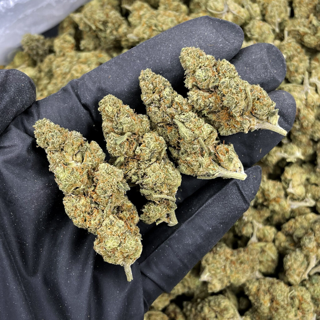 Grandi Guava Hybrid 21–25% THC | Exotic Blooms DC VA MD